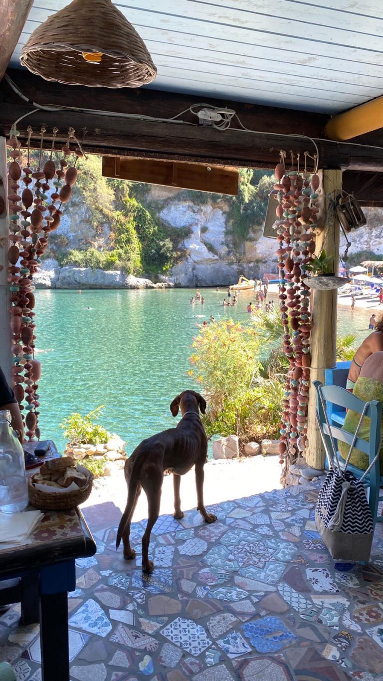 Ode To The Most Dog-Friendly Country In The World - Italy Segreta - Culture