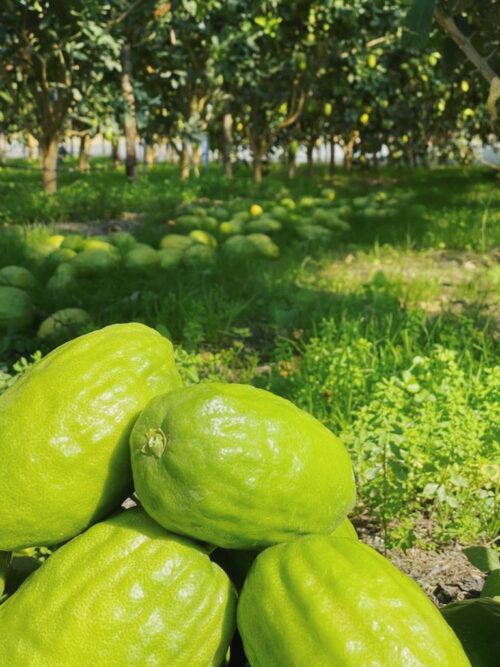 20 Foods You Must Eat in Calabria - Italy Segreta - Travel