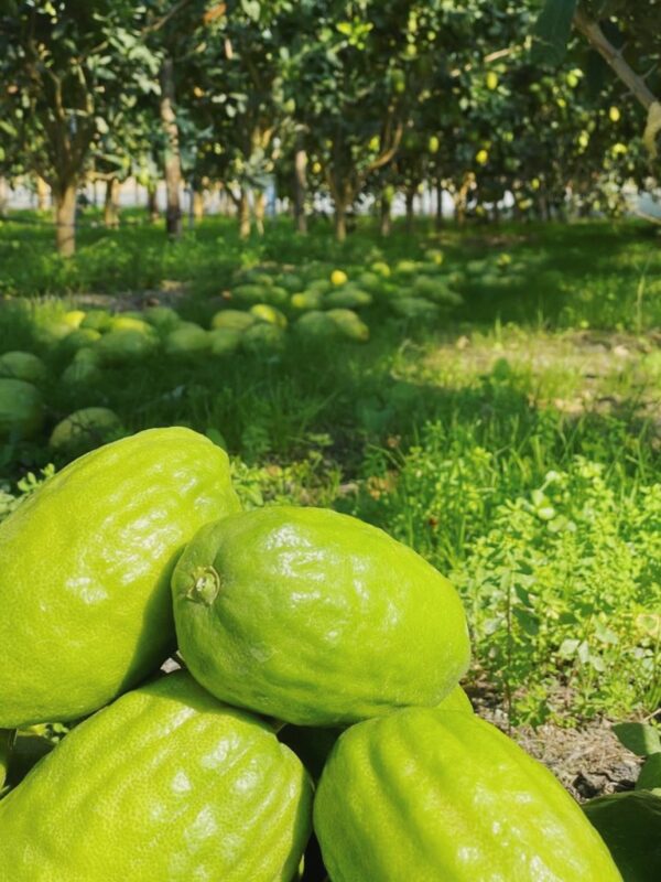 Cedro: Calabria’s Eternal Super Fruit - Italy Segreta - - Food