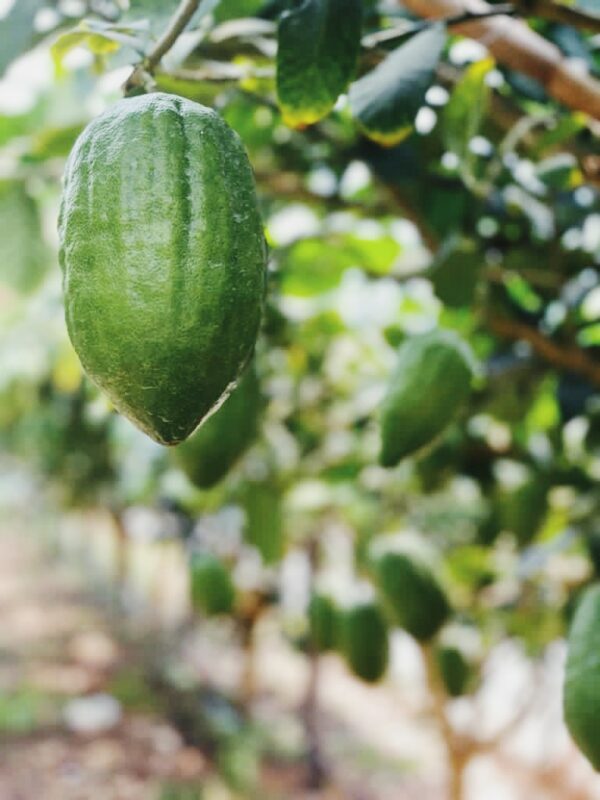 Cedro: Calabria’s Eternal Super Fruit - Italy Segreta - - Food