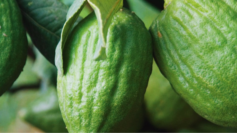 Cedro: Calabria’s Eternal Super Fruit - Italy Segreta - - Food