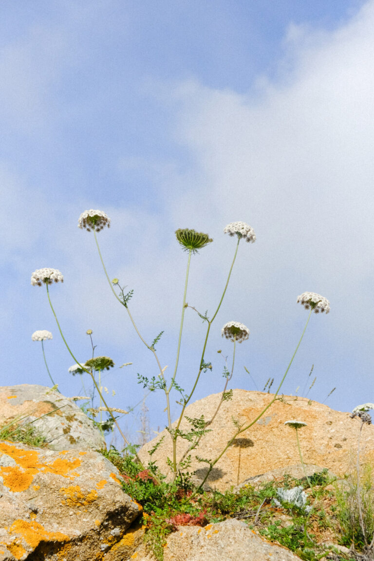 A Quick Guide to Giglio - Italy Segreta - Travel