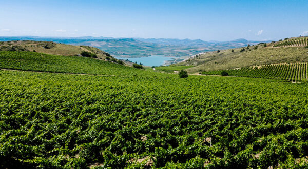 Italian Design through the Lens of Wine Cellars - Italy Segreta - Food