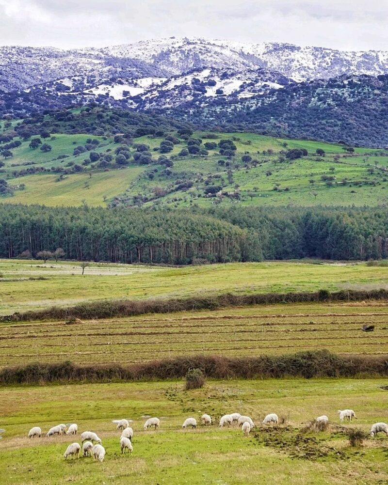 It’s Time to Give Sardinia Credit for Pecorino Romano - Italy Segreta ...