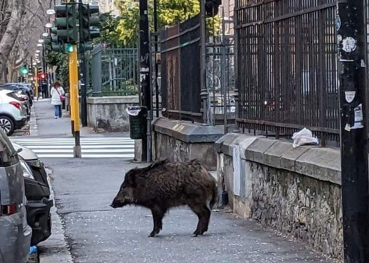 Cinghiali in Città: Italy’s National Park Locals Make Their Way into ...