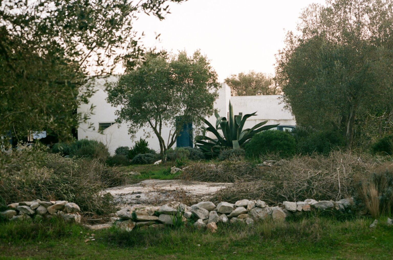 The Dark Side of Puglia’s Olive-Grove Aesthetic - Italy Segreta - Travel