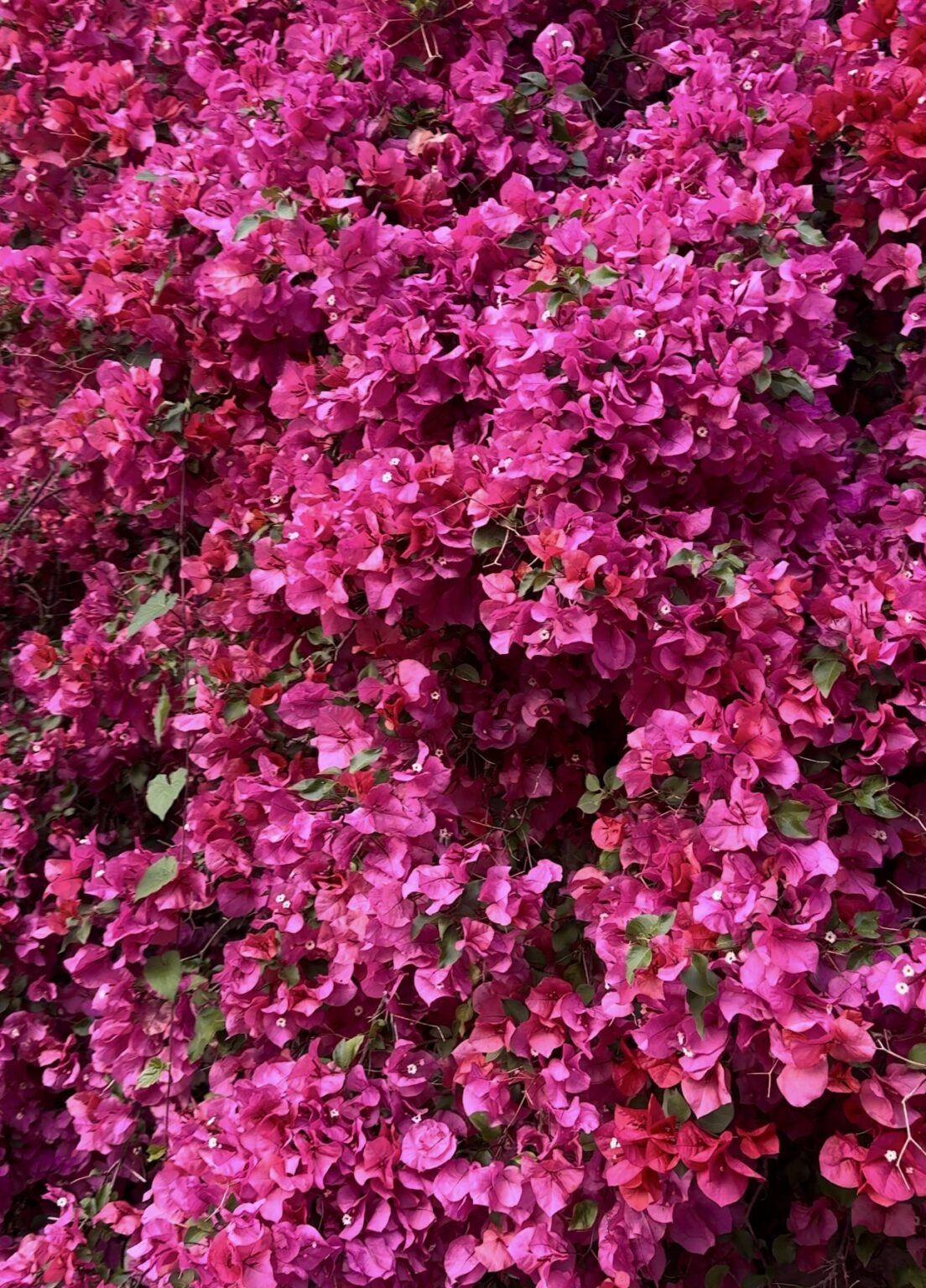 The Pinks of an Estate Italiana - Italy Segreta - Culture