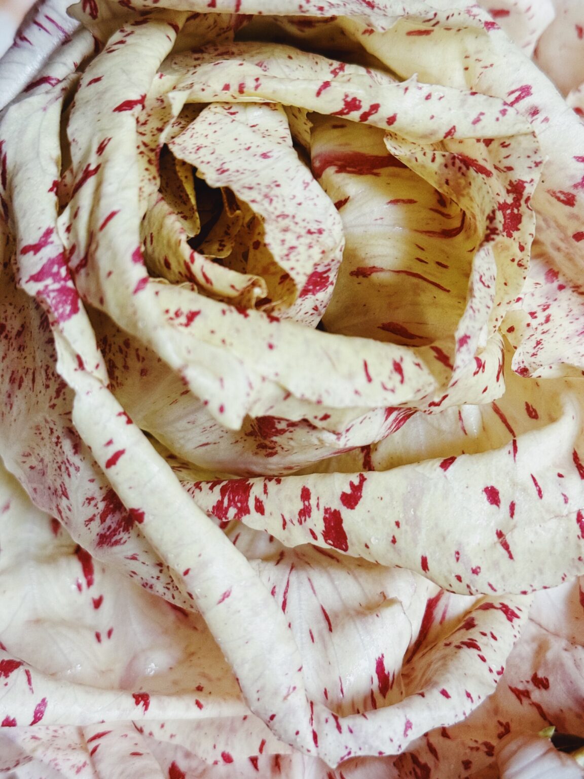 A Comprehensive Guide to Italian Radicchios - Italy Segreta - Food