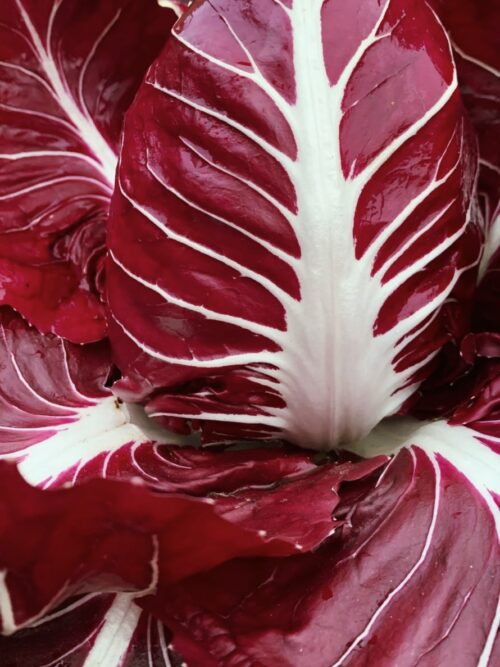 A Comprehensive Guide to Italian Radicchios - Italy Segreta - Food