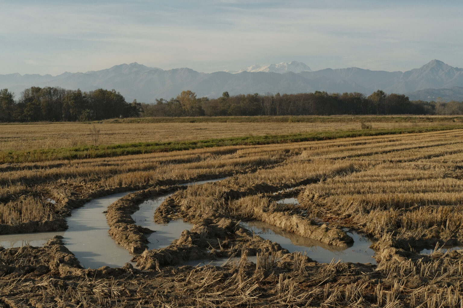 Italy Is Europe’s Largest Producer of Rice, and It’s All Thanks to the ...