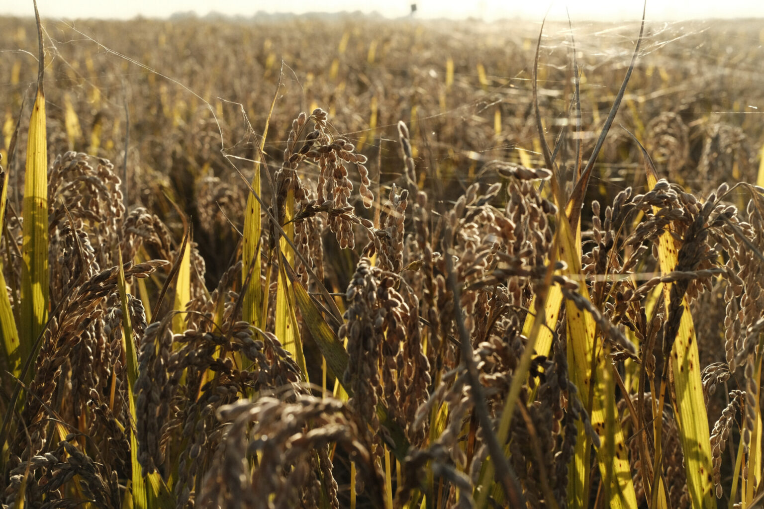 Italy Is Europe’s Largest Producer of Rice, and It’s All Thanks to the ...