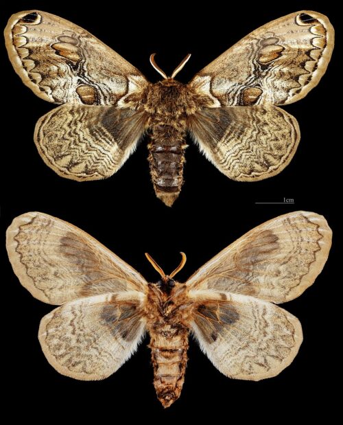Why the World's Rarest Moth Only Lives Under One Italian Volcano ...