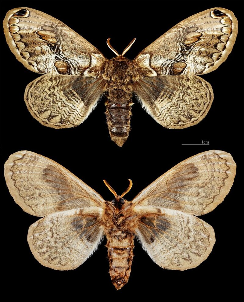 Why the World's Rarest Moth Only Lives Under One Italian Volcano ...