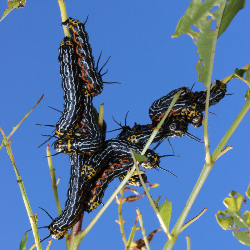 Why the World's Rarest Moth Only Lives Under One Italian Volcano ...