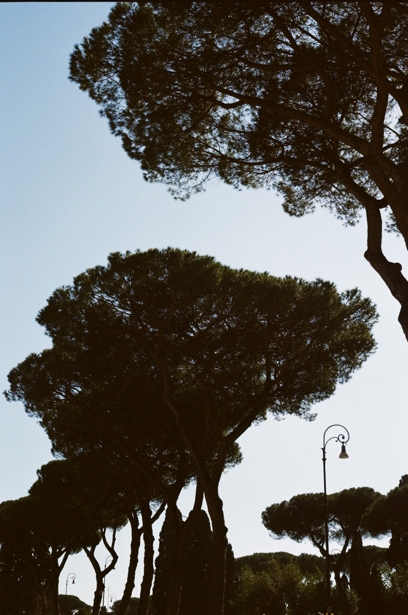 What’s Killing Rome’s Pine Trees? - Italy Segreta - Travel